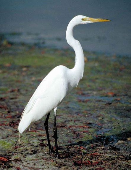 No Excuses, No Egrets – The Wellington Files