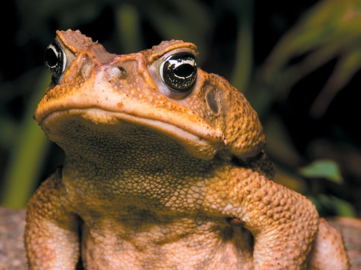 Invasive Cane Toads – The Wellington Files